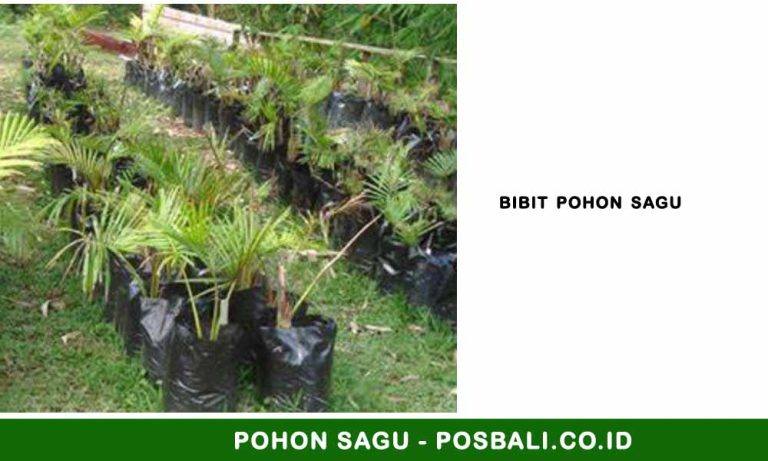 Pohon Sagu: Pengenalan dan Persebarannya di Indonesia