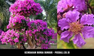 Pohon Bungur: Mengenal Ciri Ciri, Manfaat dan Pemeliharaanya