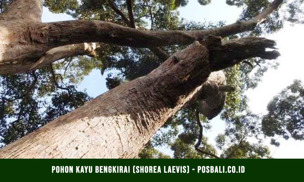 Pohon Bengkirai: Ciri ciri, Persebaran Dan Manfaatnya