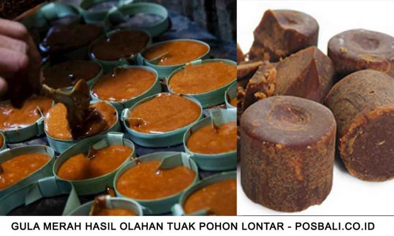 Pohon Lontar: Ciri-Ciri, Persebaran, dan Manfaatnya