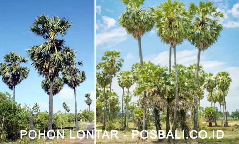 Pohon Lontar: Ciri-Ciri, Persebaran, dan Manfaatnya