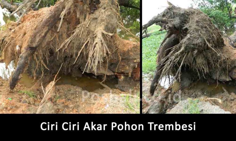 Pohon Trembesi: Sejarah, Ciri Ciri, Manfaat dan Cara Menanamnya