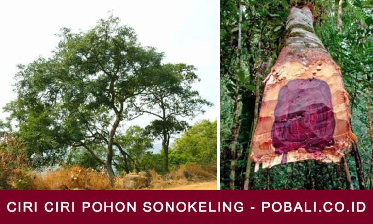 Ciri-Ciri Pohon Sonokeling: Detail Batang, Daun dan Bunganya