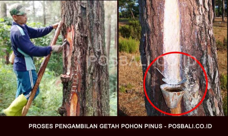Getah Pohon yang Sudah Beku: Manfaat dan Dampaknya