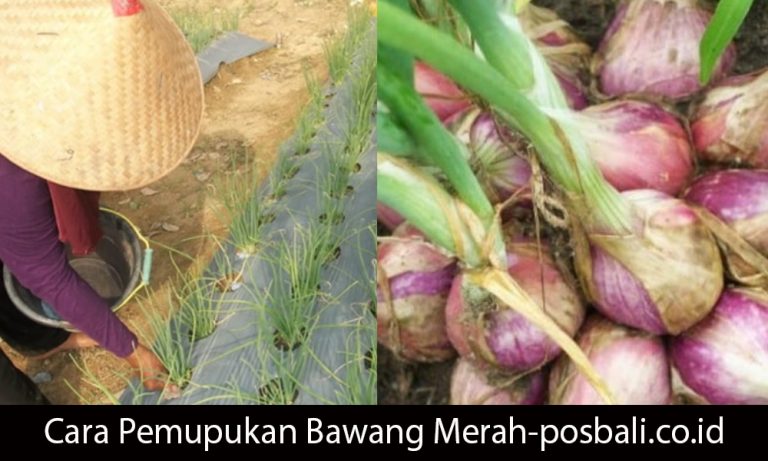 Panduan Lengkap Pemupukan Bawang Merah