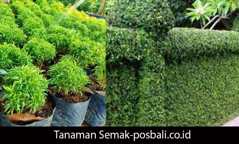 Memahami Tanaman Semak dan Kegunaannya