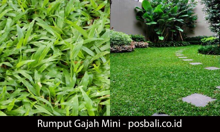 Rumput Gajah Mini